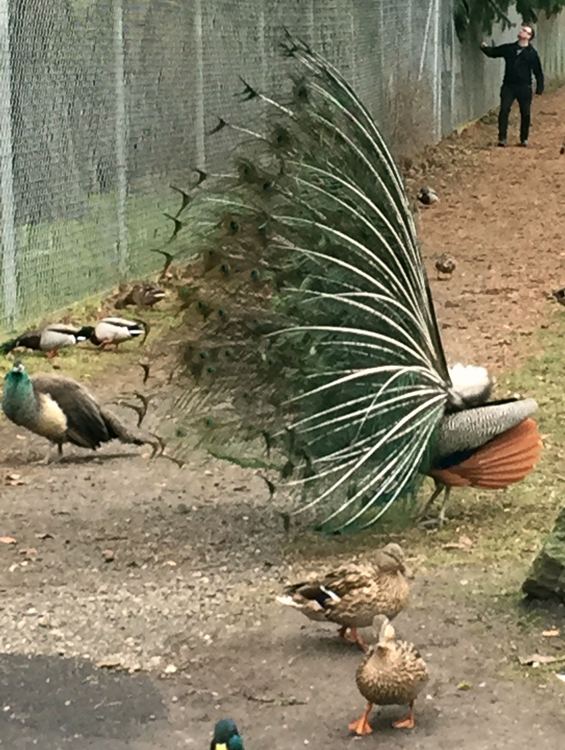 Peacock Friday? | Zombie Flamingos
