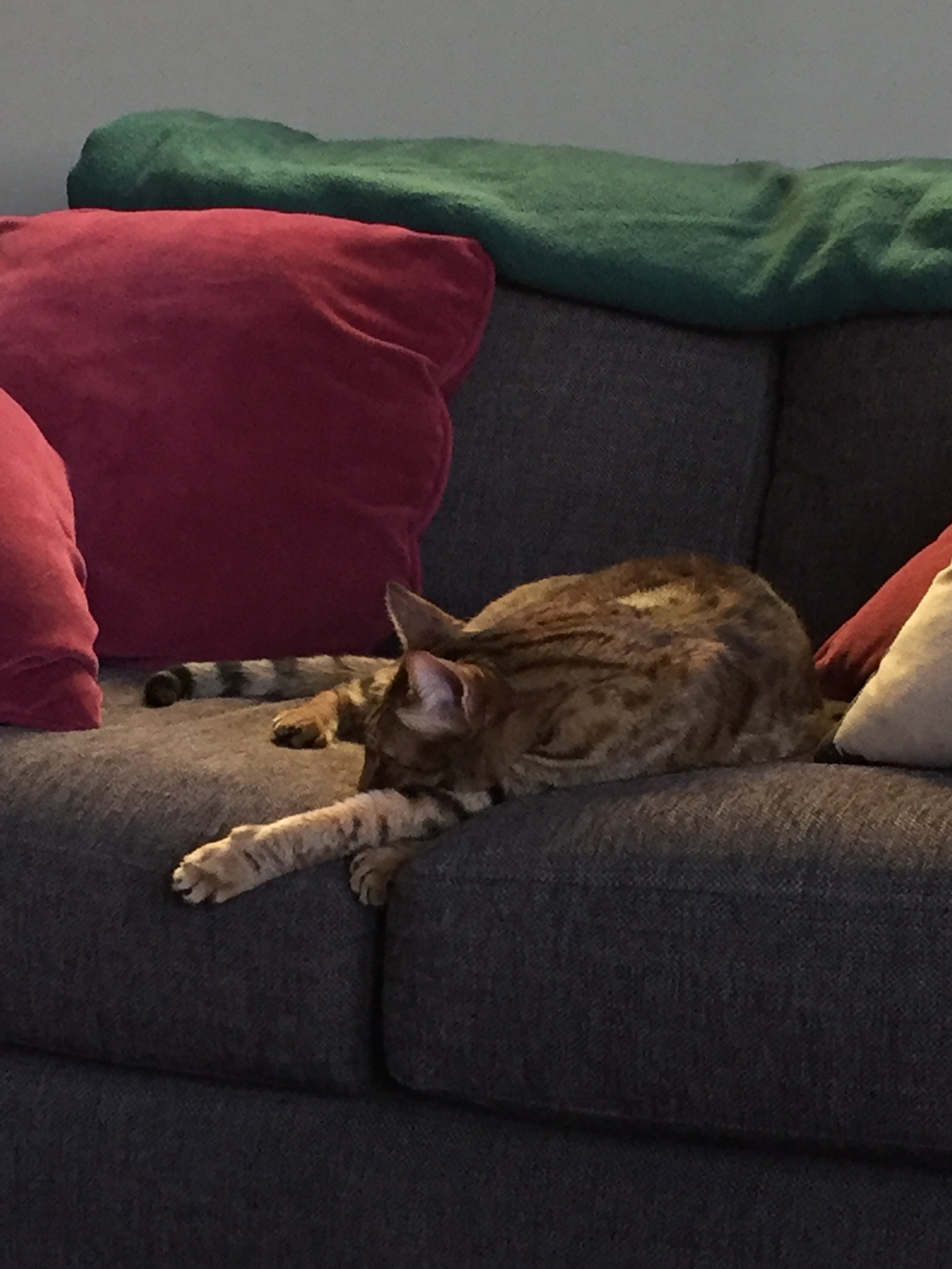 RagTag Daily Prompt 72: Cat – or, shall we say…Caturday!! | Zombie ...