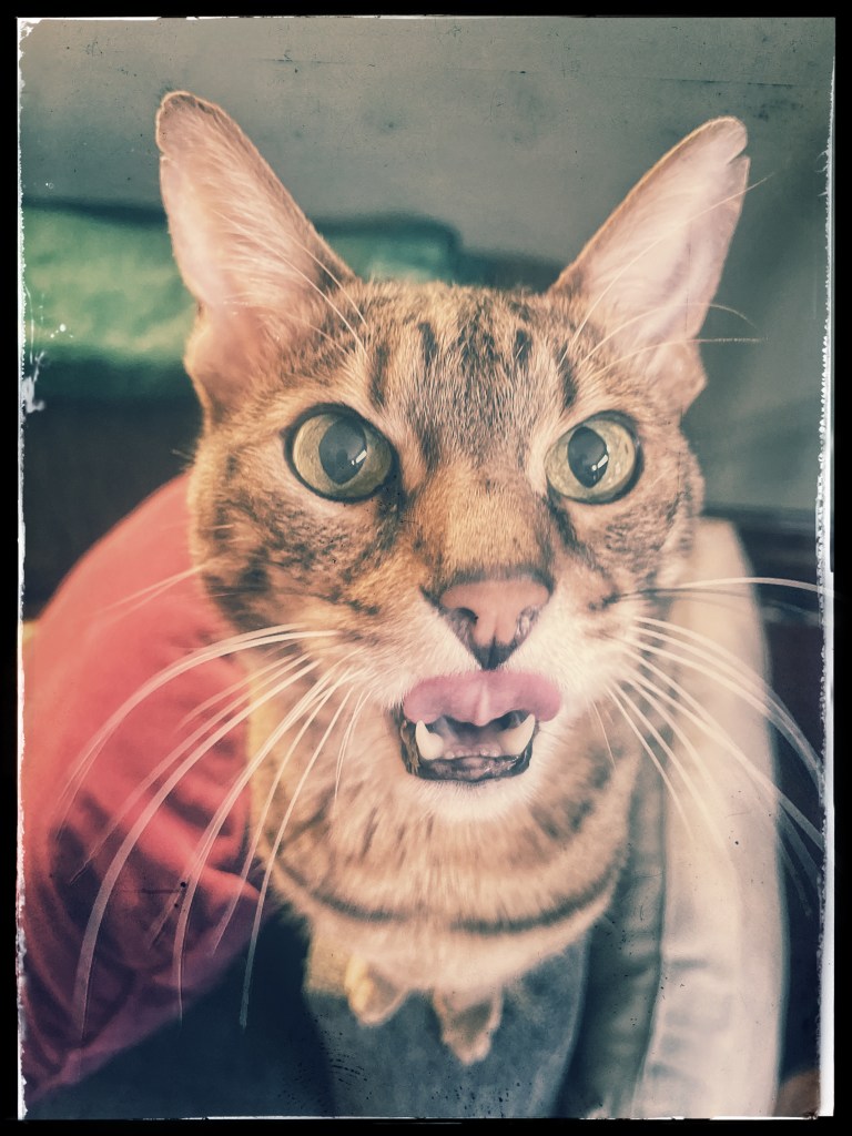 Tourmaline’s Halloween Challenge 2022 – Vampire | Zombie Flamingos