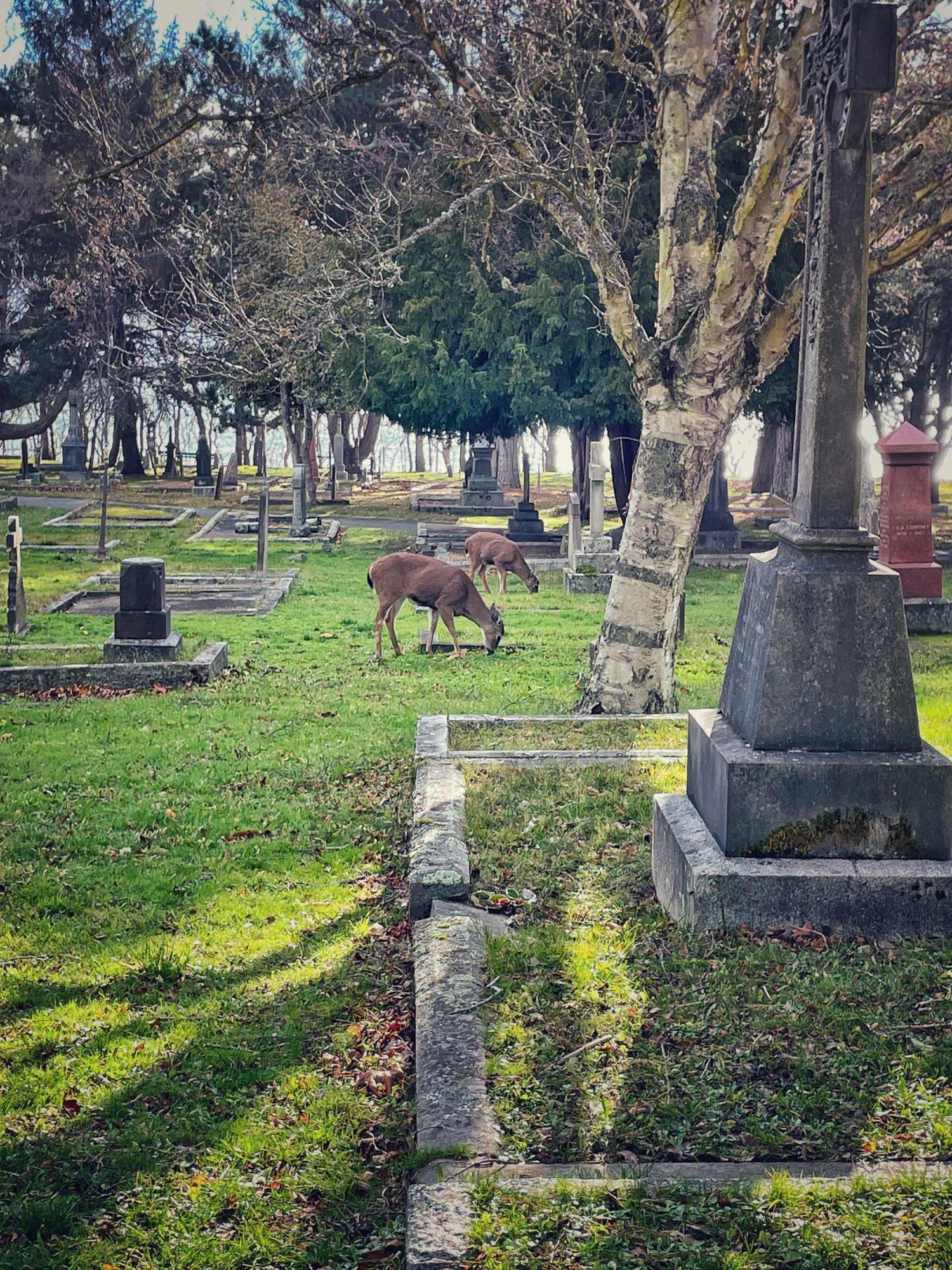 Fandango’s One Word Challenge: Shave | Zombie Flamingos