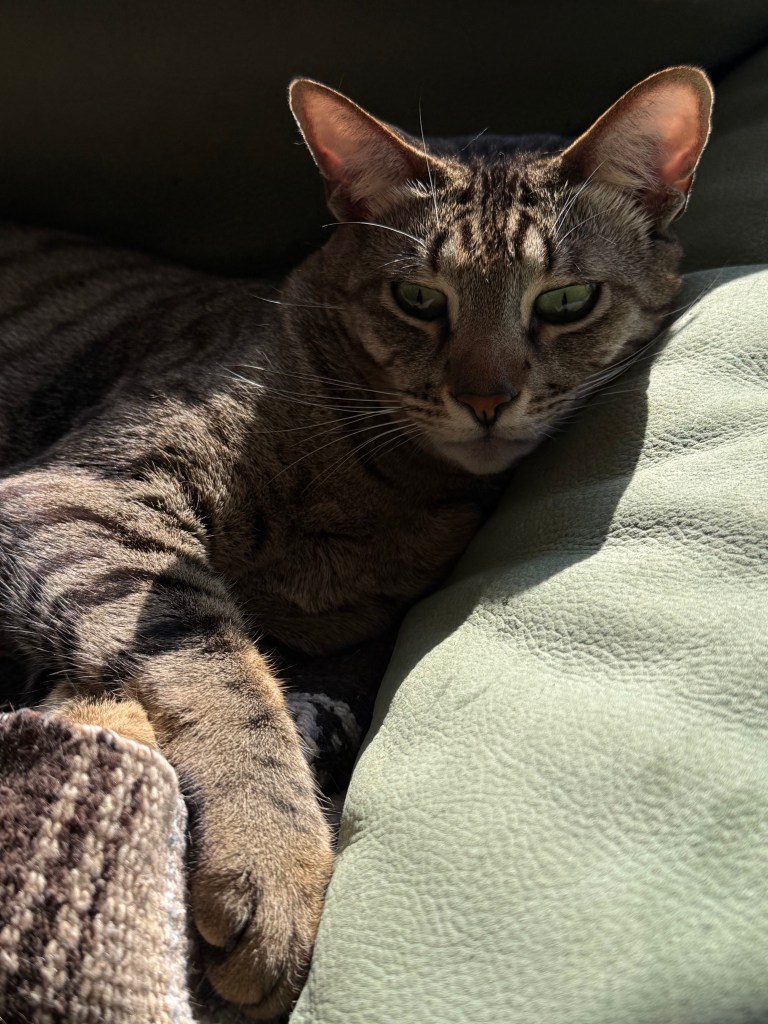 Kitten Thursday | Zombie Flamingos