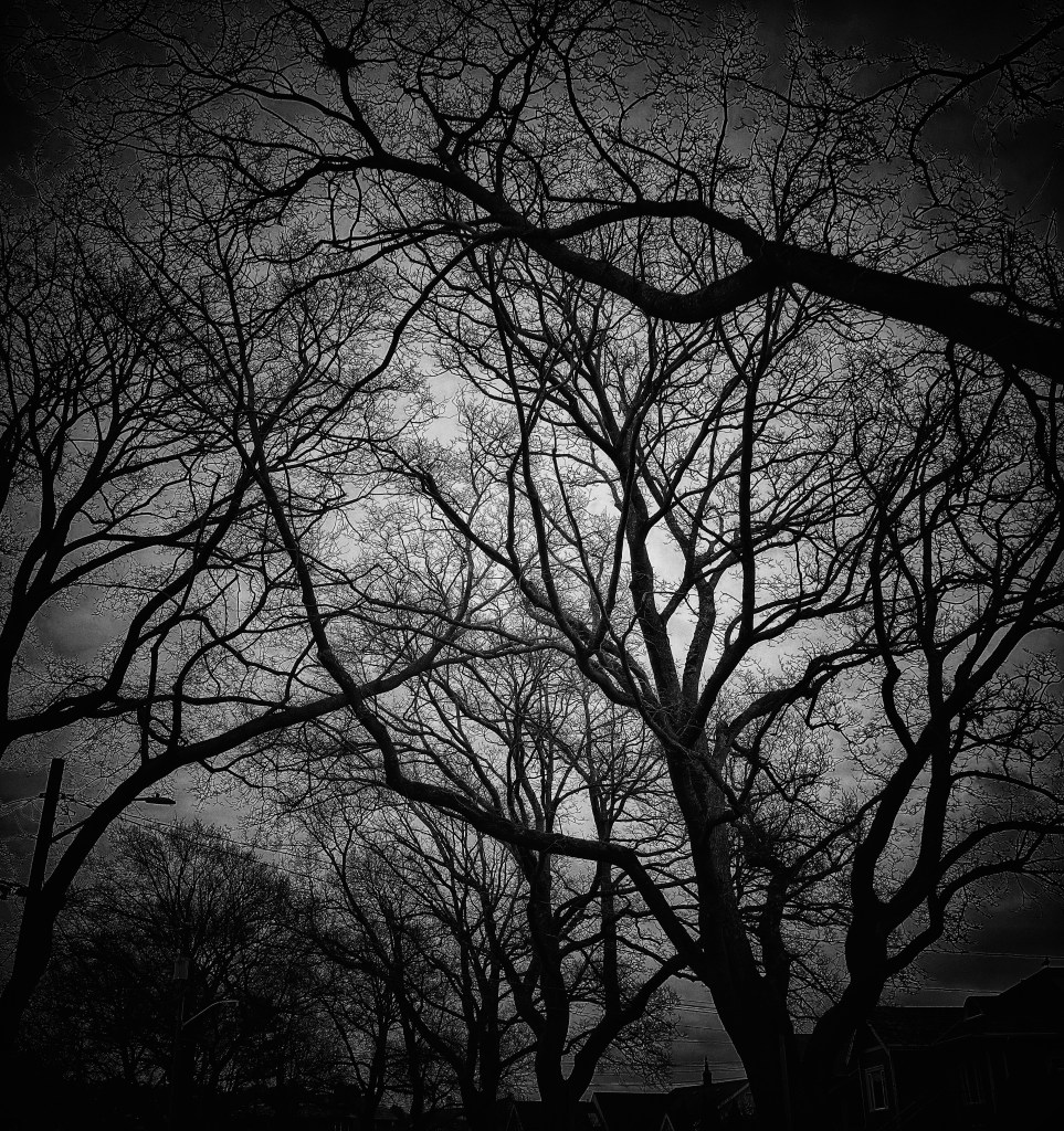 Monochrome Monday | Zombie Flamingos