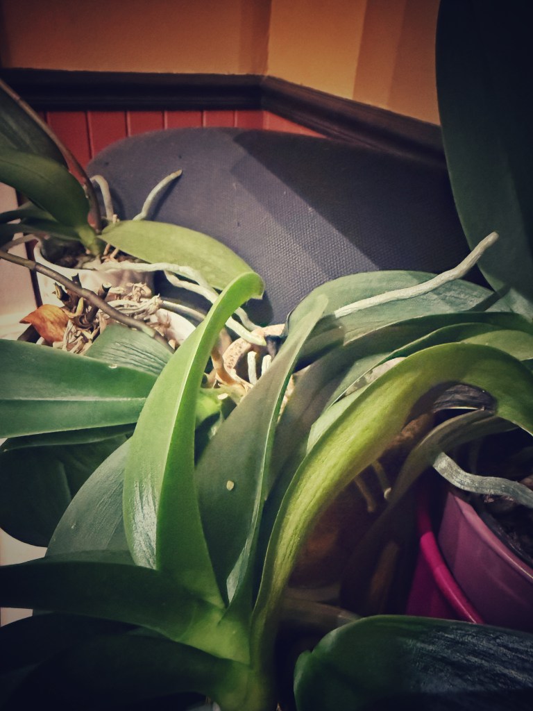 2026 365: Day 13 (January 13) | Zombie Flamingos